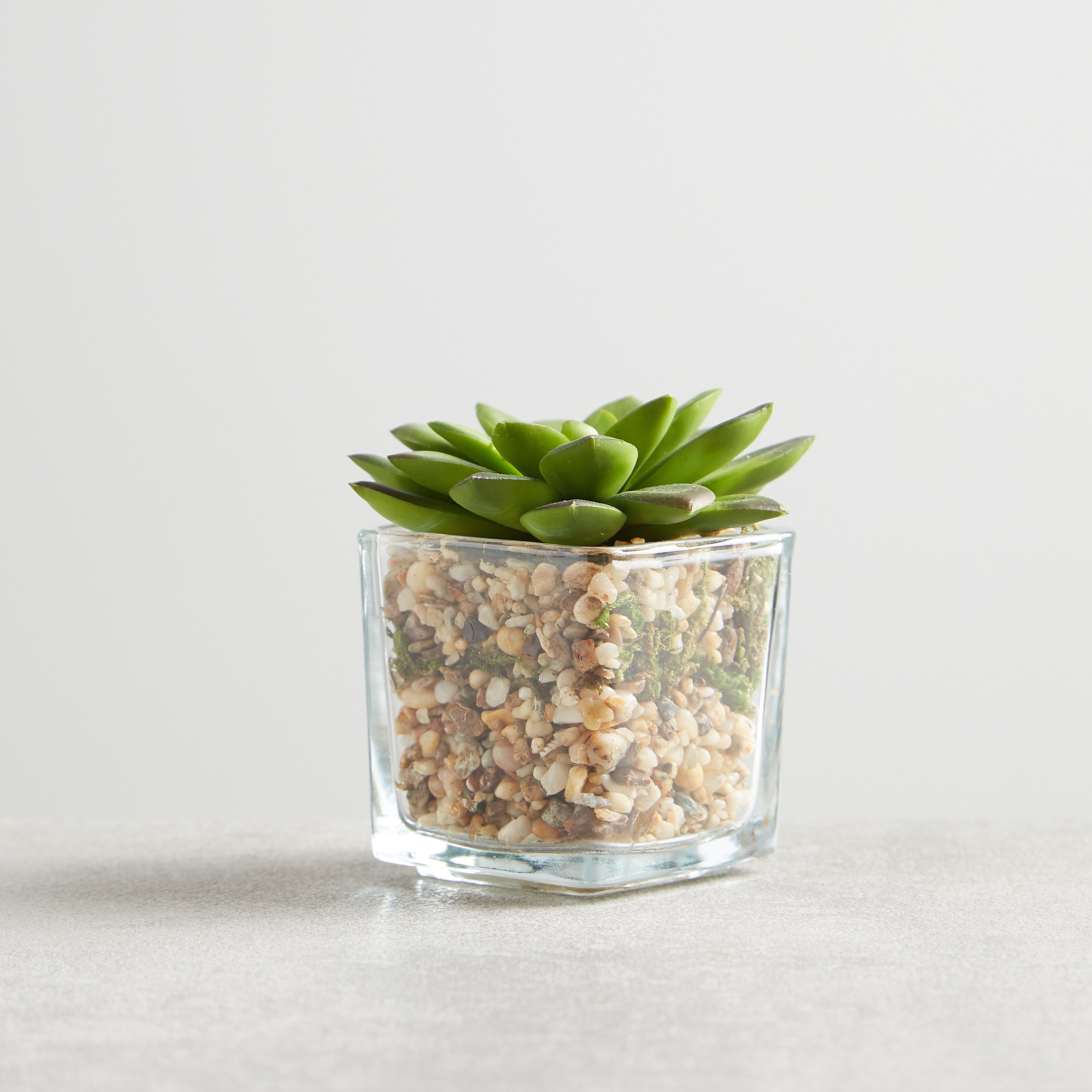 Shop Pomona Mini Succulent on Square Glass Pot - 9 cms | Homecentre Oman