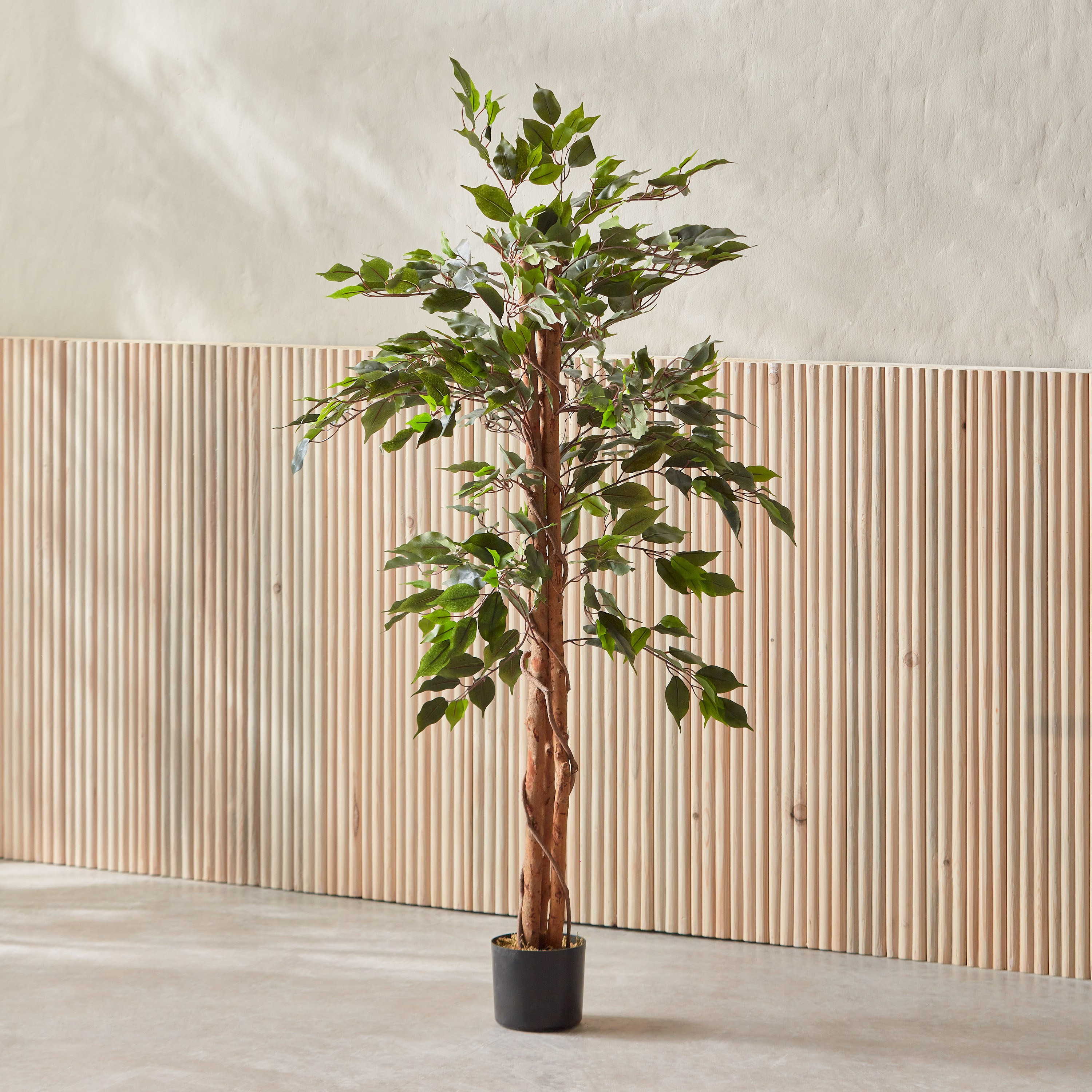 Shop Ficus Tree - 120 cm | Homecentre Oman