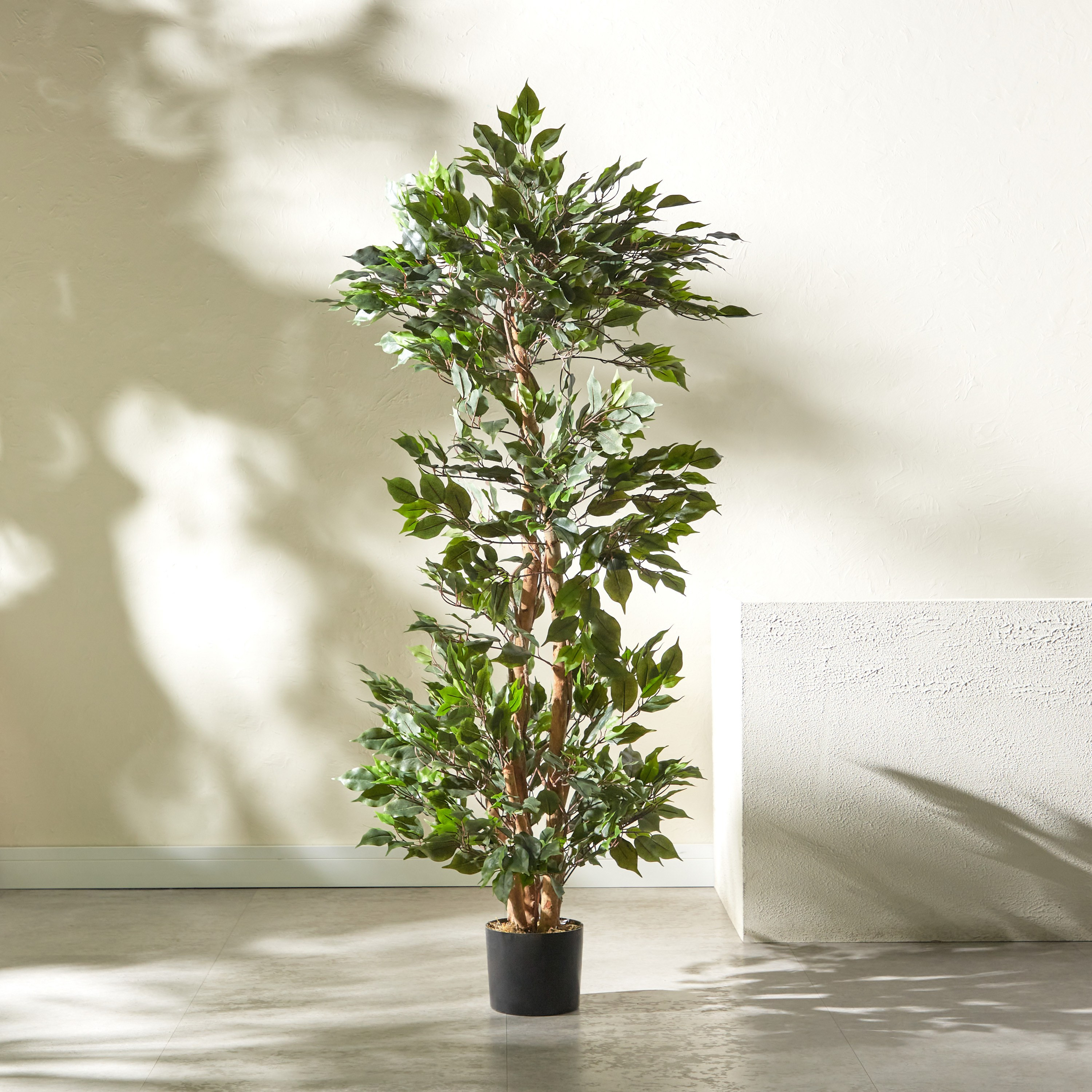 Shop Double Trunk Ficus Tree - 150 cm | Homecentre Oman