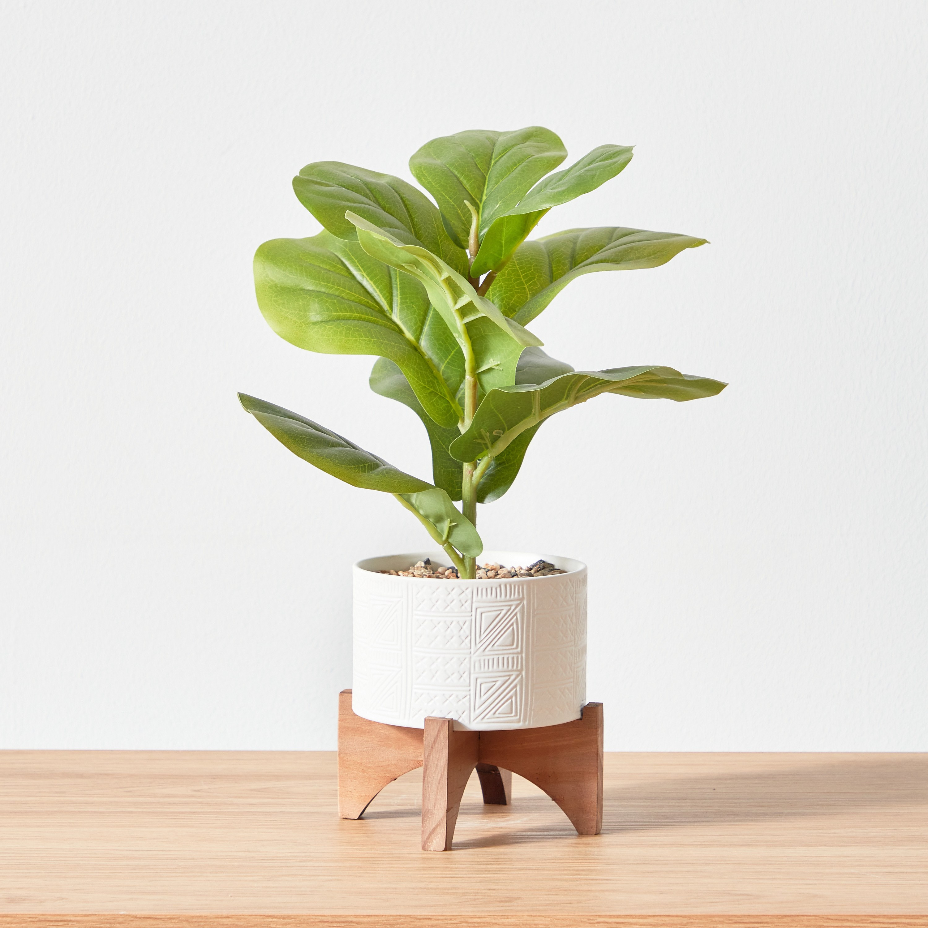 Shop Fiddle Leaf Fig Plant in Pot - 41 cm | Homecentre Oman
