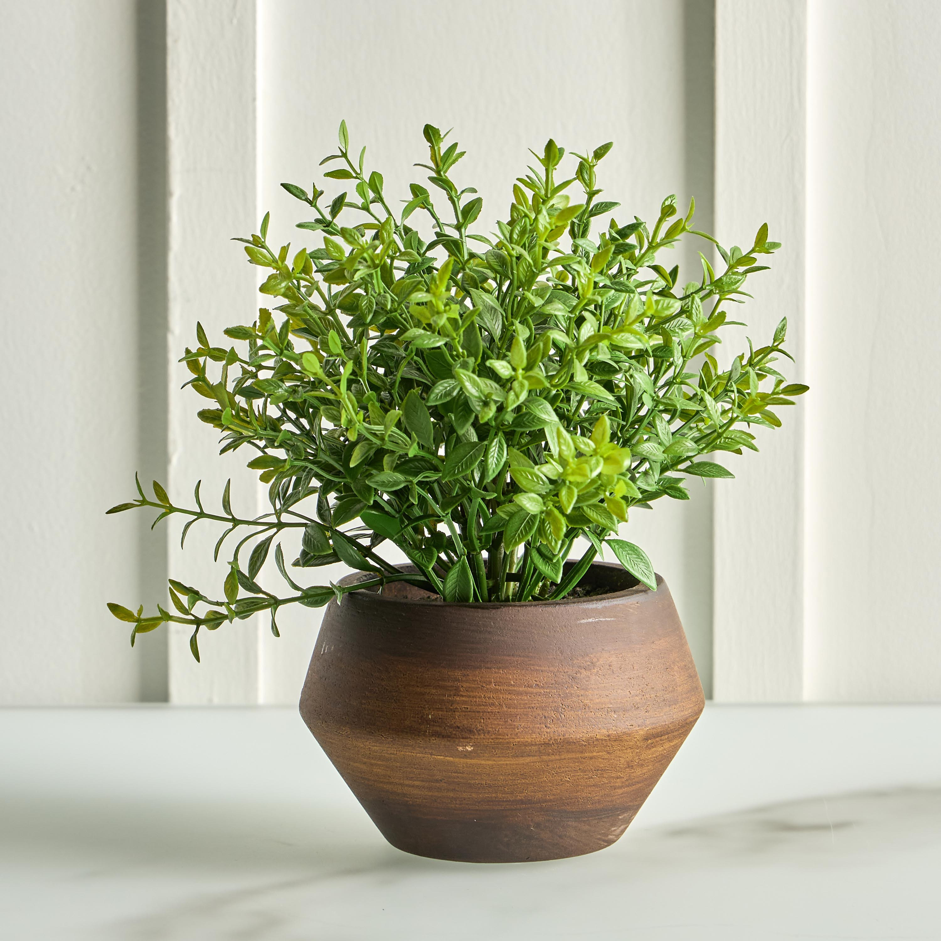 Shop Terra Umber Urn Boxwood Plant in Pot - 27 cm | Homecentre Oman
