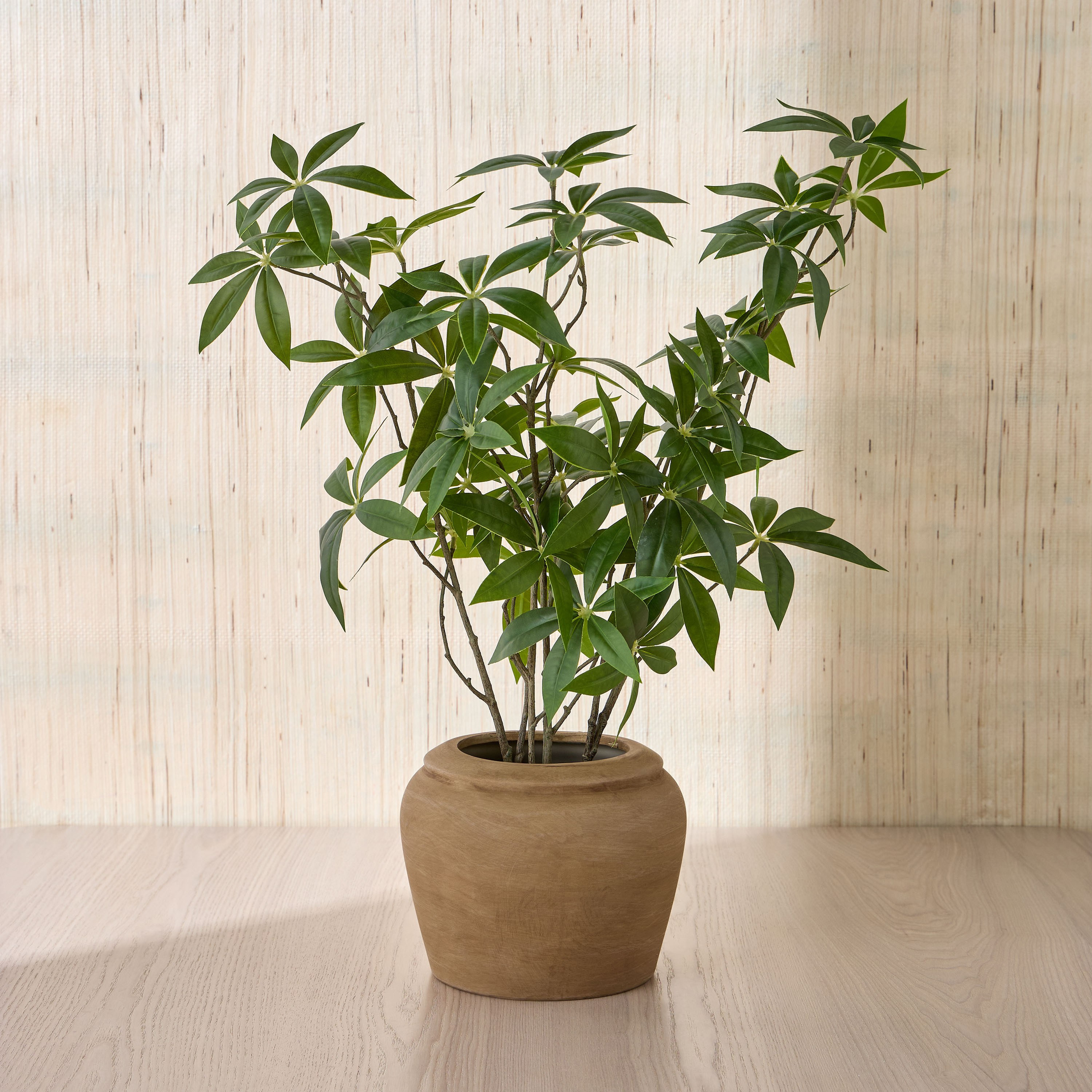 Shop Terra Umber Pachira Plant in Ceramic Pot - 53 cm | Home Centre UAE