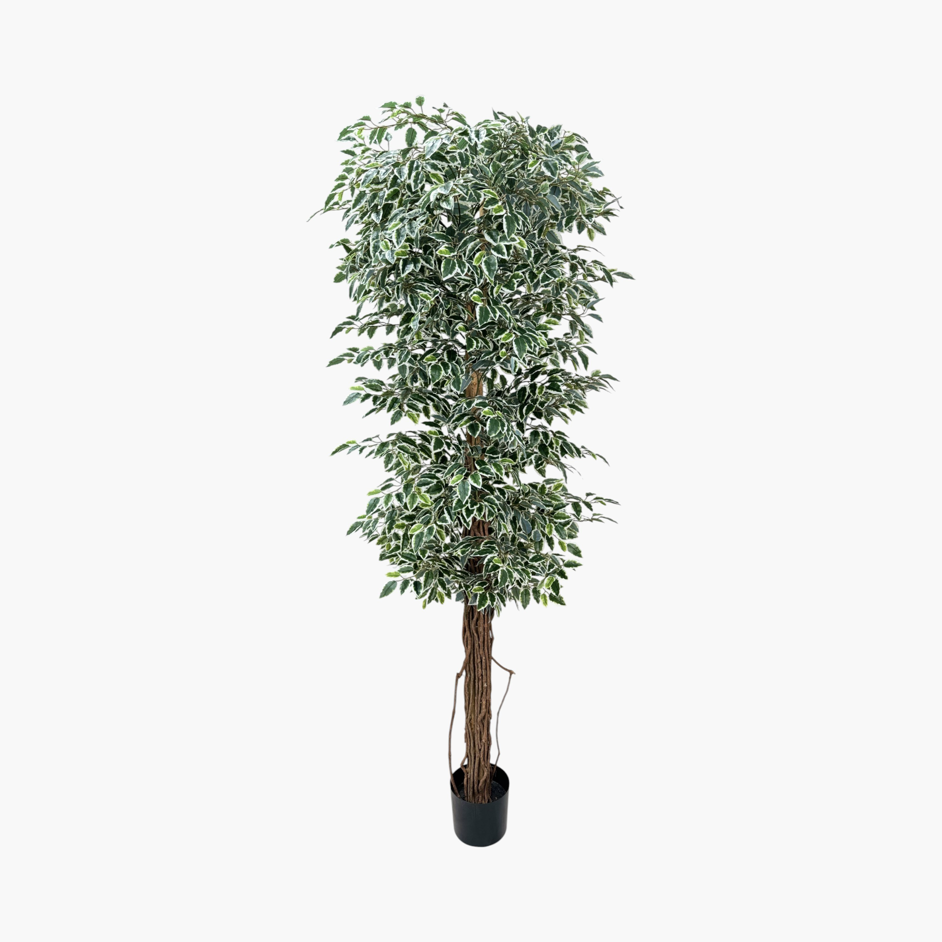 Shop Ficus Vine Tree - 210 cm | Home Centre UAE