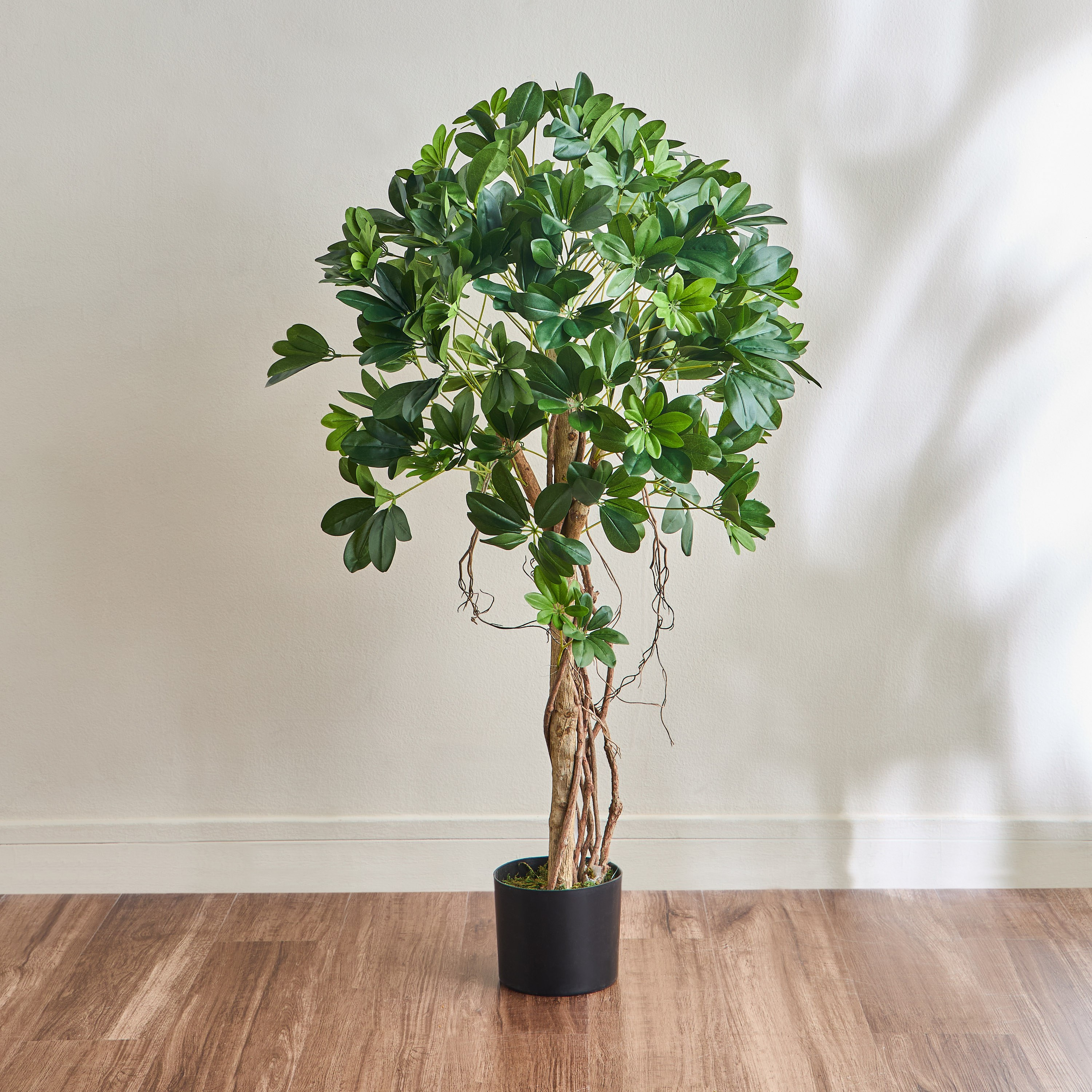 Shop Schefflera Tree - 120 cm | Home Centre UAE